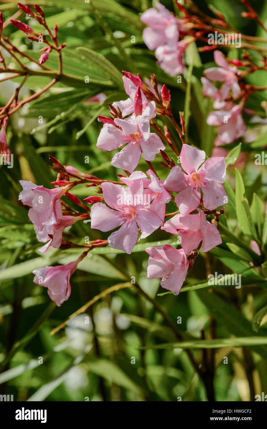 Oleander is widely used as ornamental plants in landscaping in areas ...