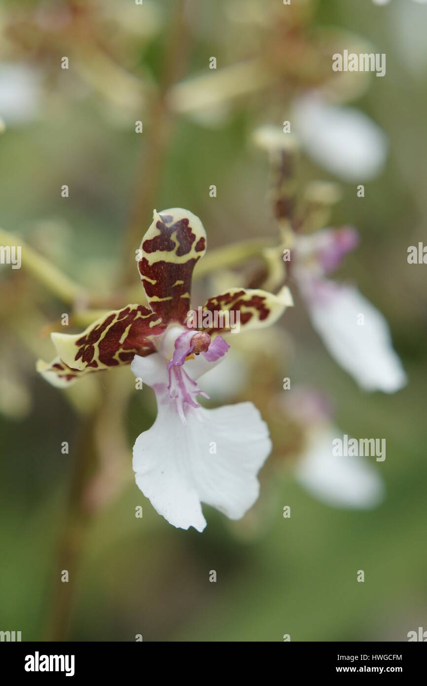Oncidium hi-res stock photography and images - Alamy