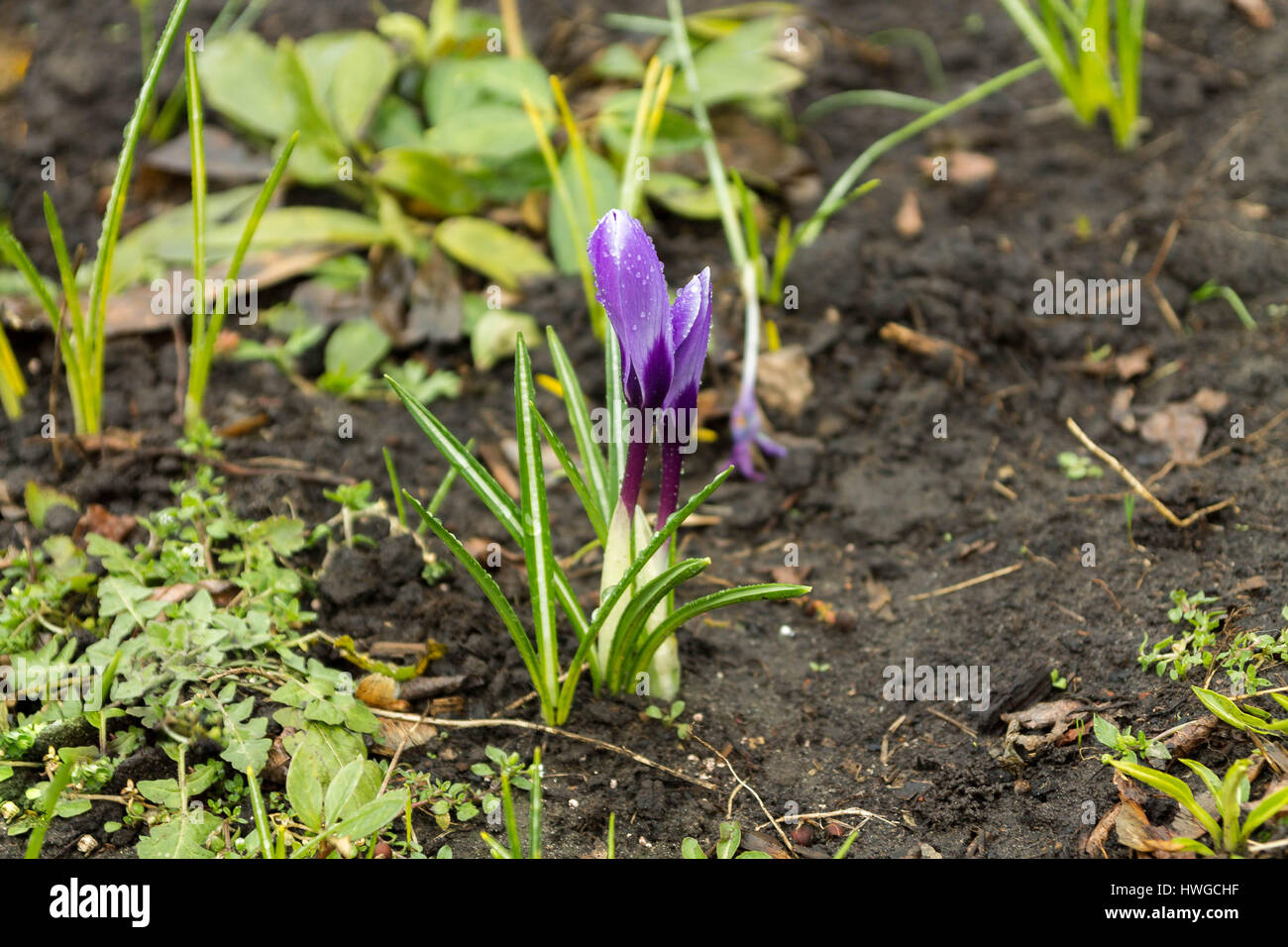 First Seed Plants On Earth