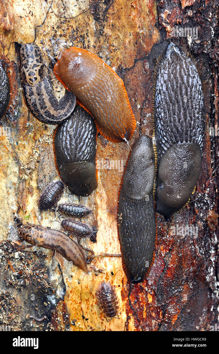 Large red slugs hi-res stock photography and images - Alamy