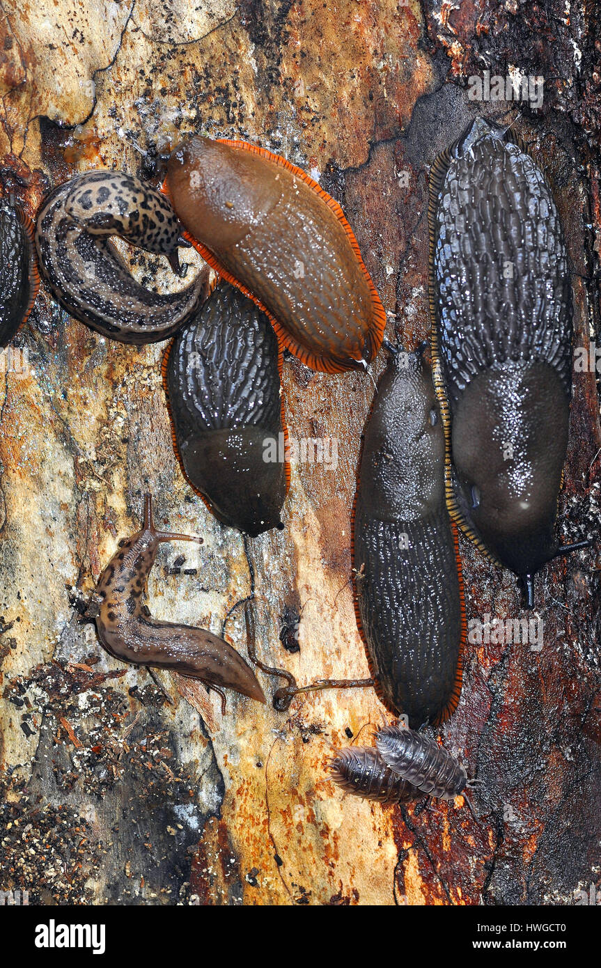 Armadillidium vulgare wood hi-res stock photography and images - Alamy