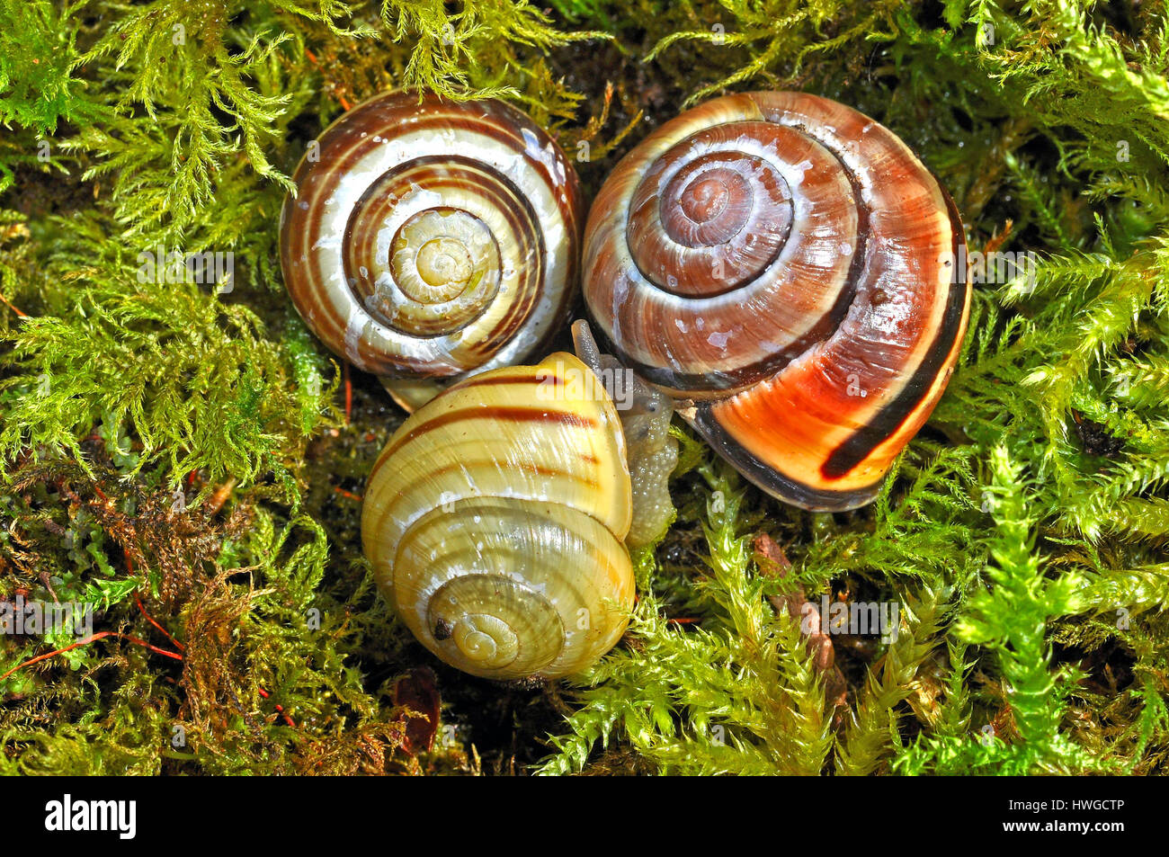 White Lipped Banded Snail (Cepaea Hortensis Stock Photo - Alamy