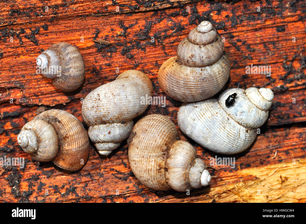 Round Mouthed Snail (Pomatias elegant) in a Hampshire woods Stock Photo ...