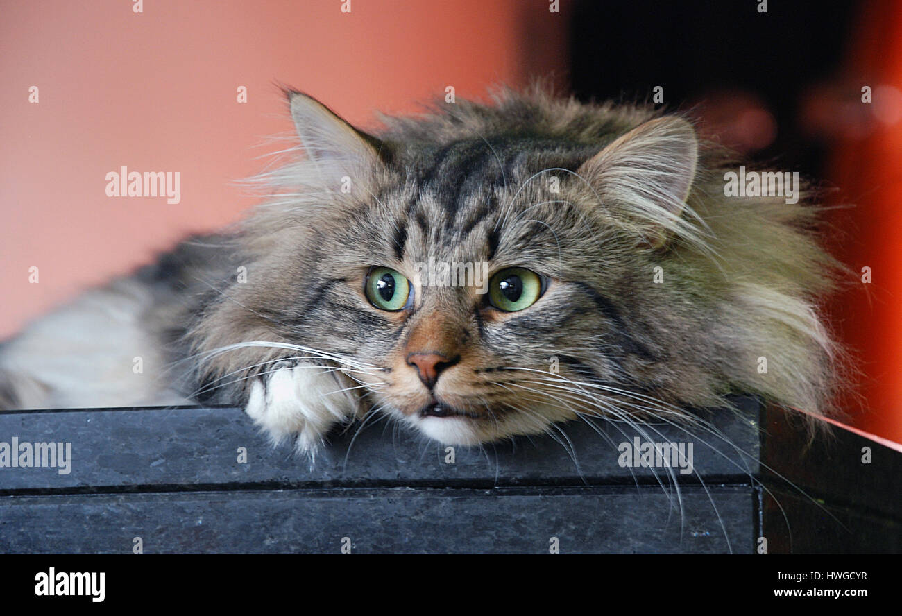 Cute cats, furry pets and friends. Domestic cat Stock Photo - Alamy