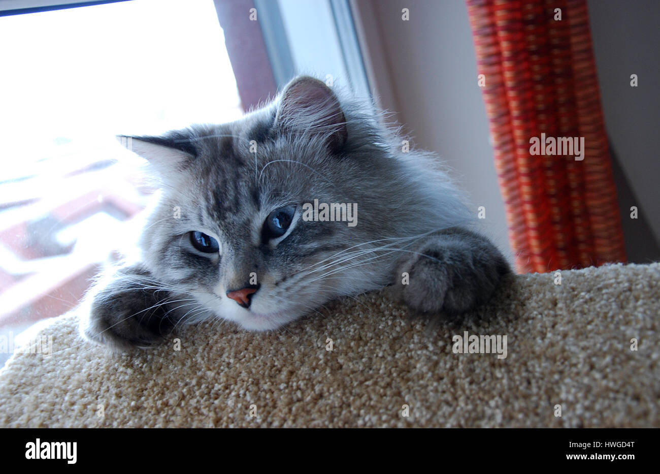 Cute cats, furry pets and friends. Domestic cat Stock Photo - Alamy