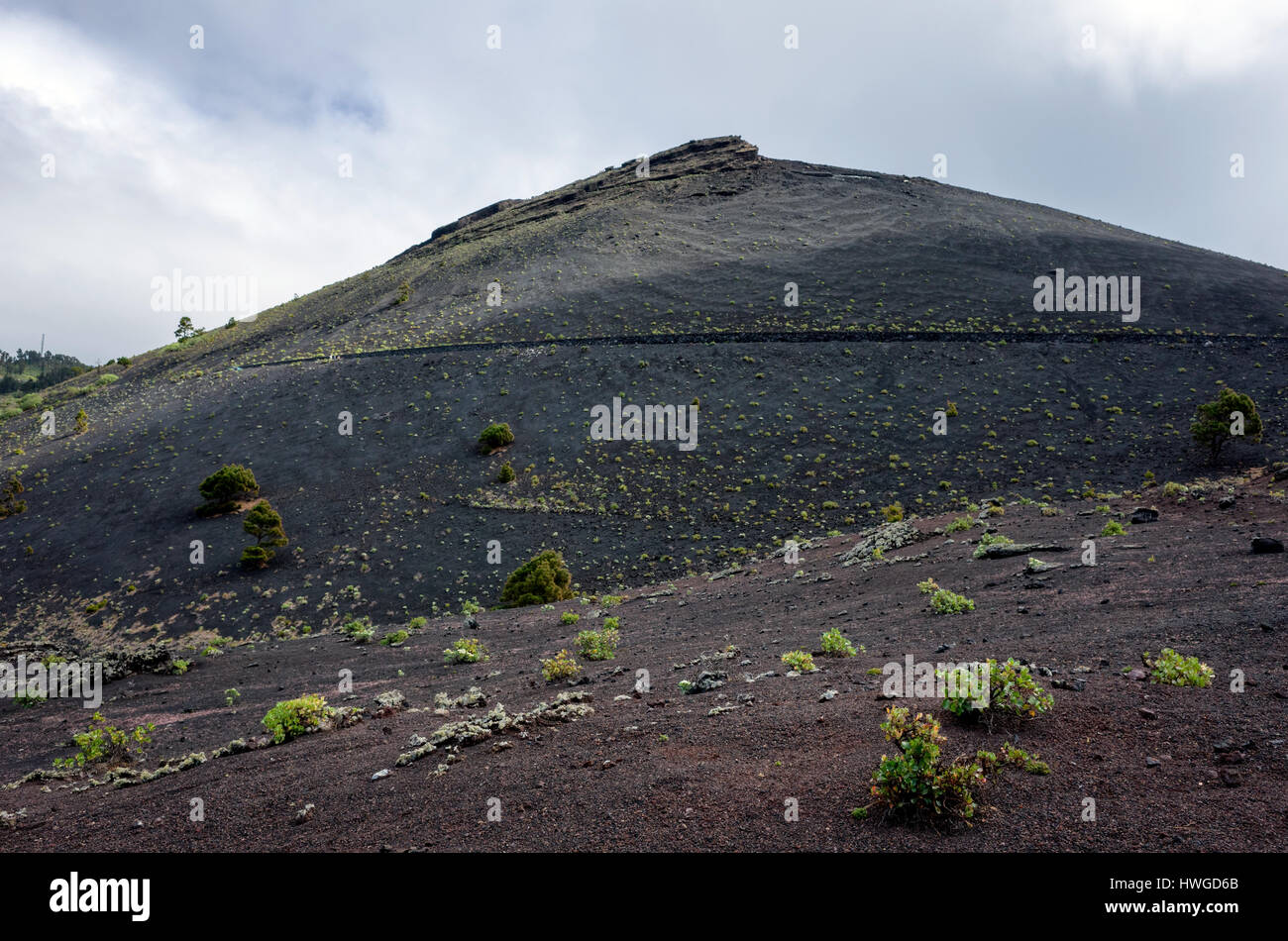 Lava vegetation hi-res stock photography and images - Alamy