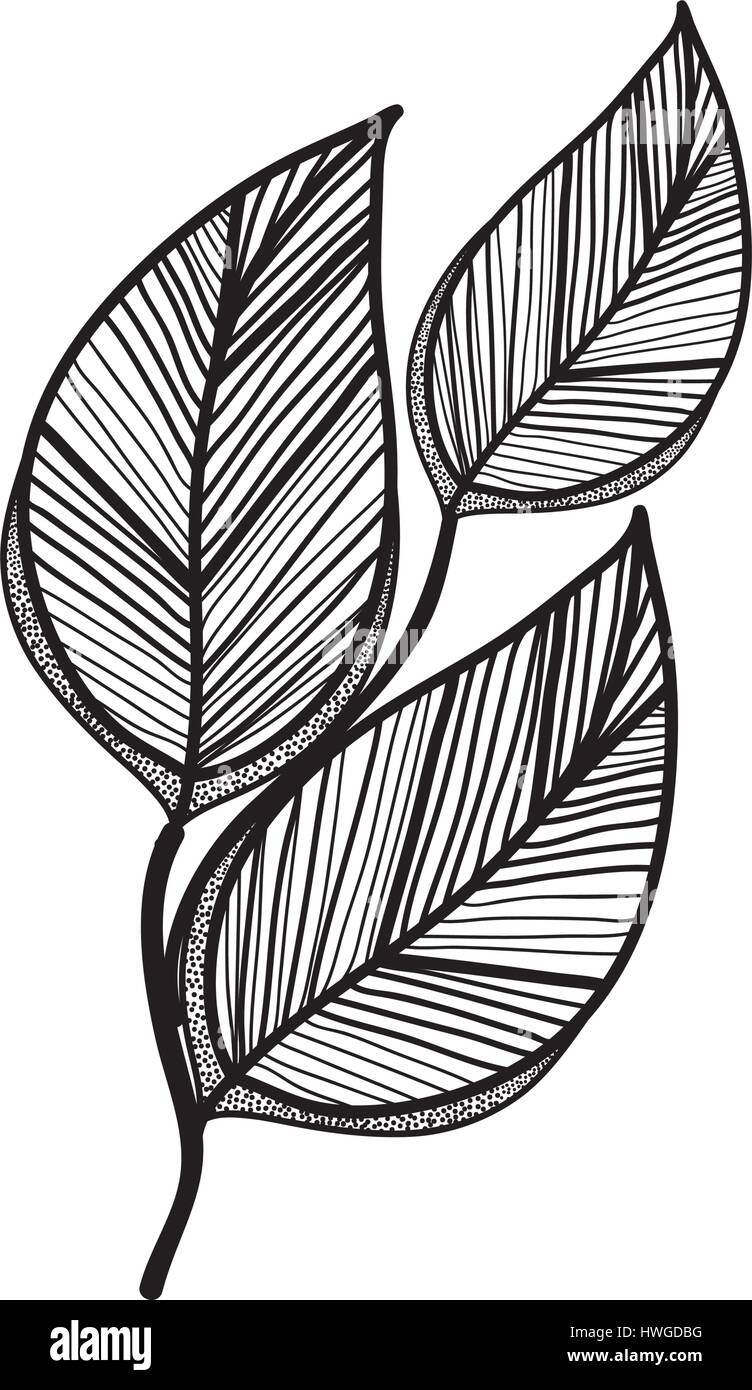 rustic branch leaves decoration Stock Vector Image & Art - Alamy
