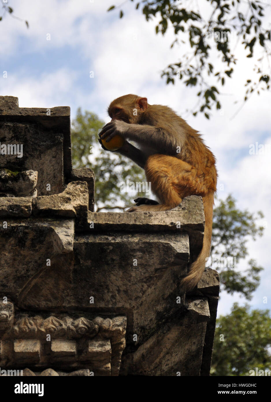 Monkey eating orange on the stairs of hindu temple in Kathmandu, Nepal ...