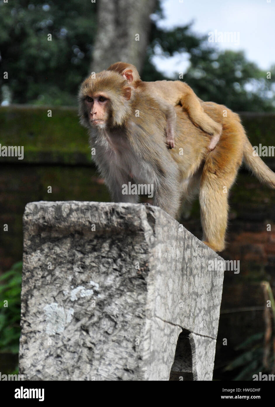 Monkey family - baby monkey on a back of adult monkey in hindu temple ...