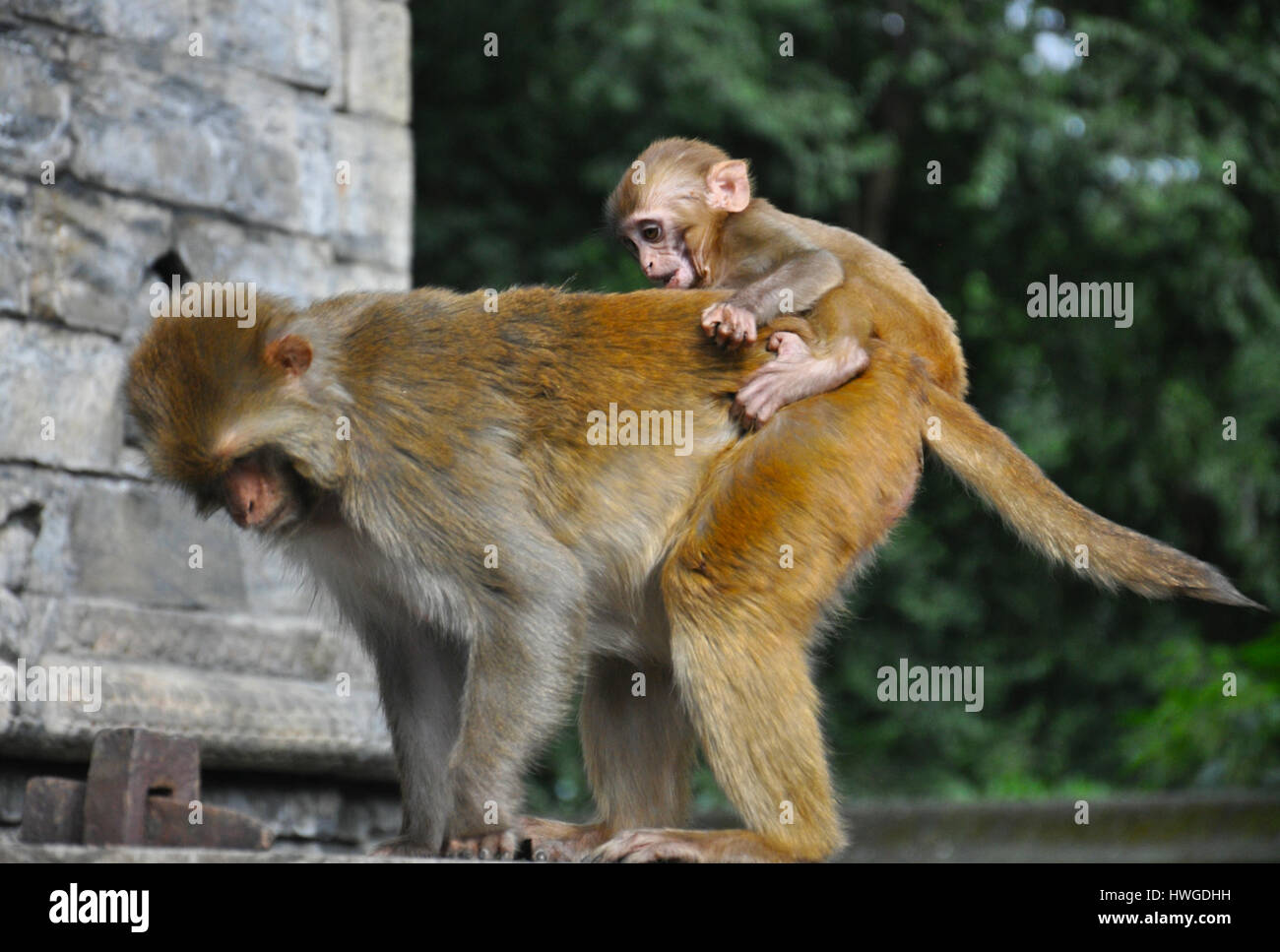 Monkey family - baby monkey on a back of adult monkey in hindu temple ...