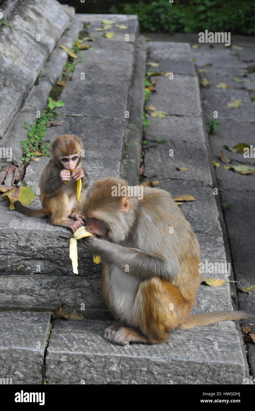 Monkey family eating yellow banana on the stairs of hindu temple in ...