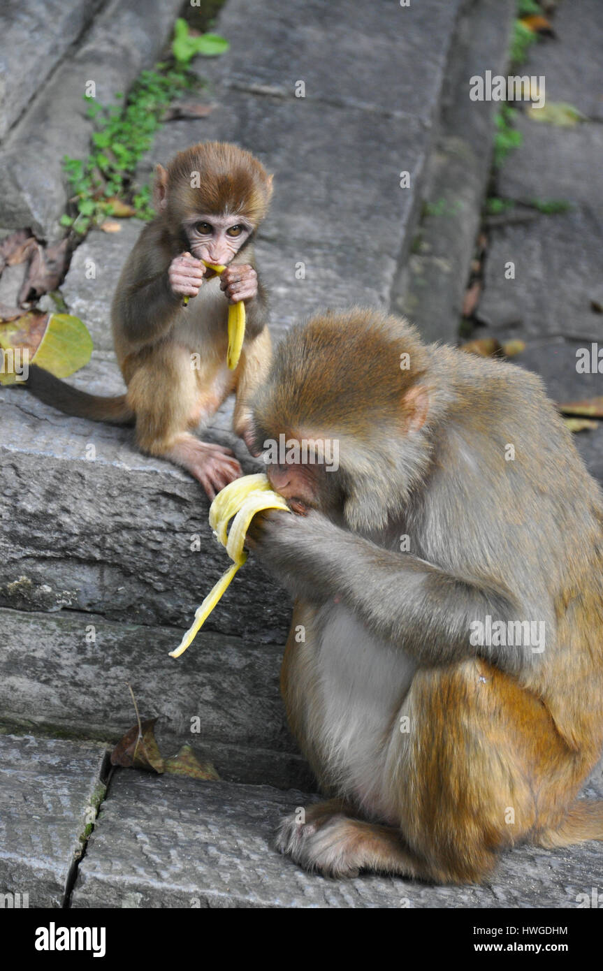 Monkey family eating yellow banana on the stairs of hindu temple in ...