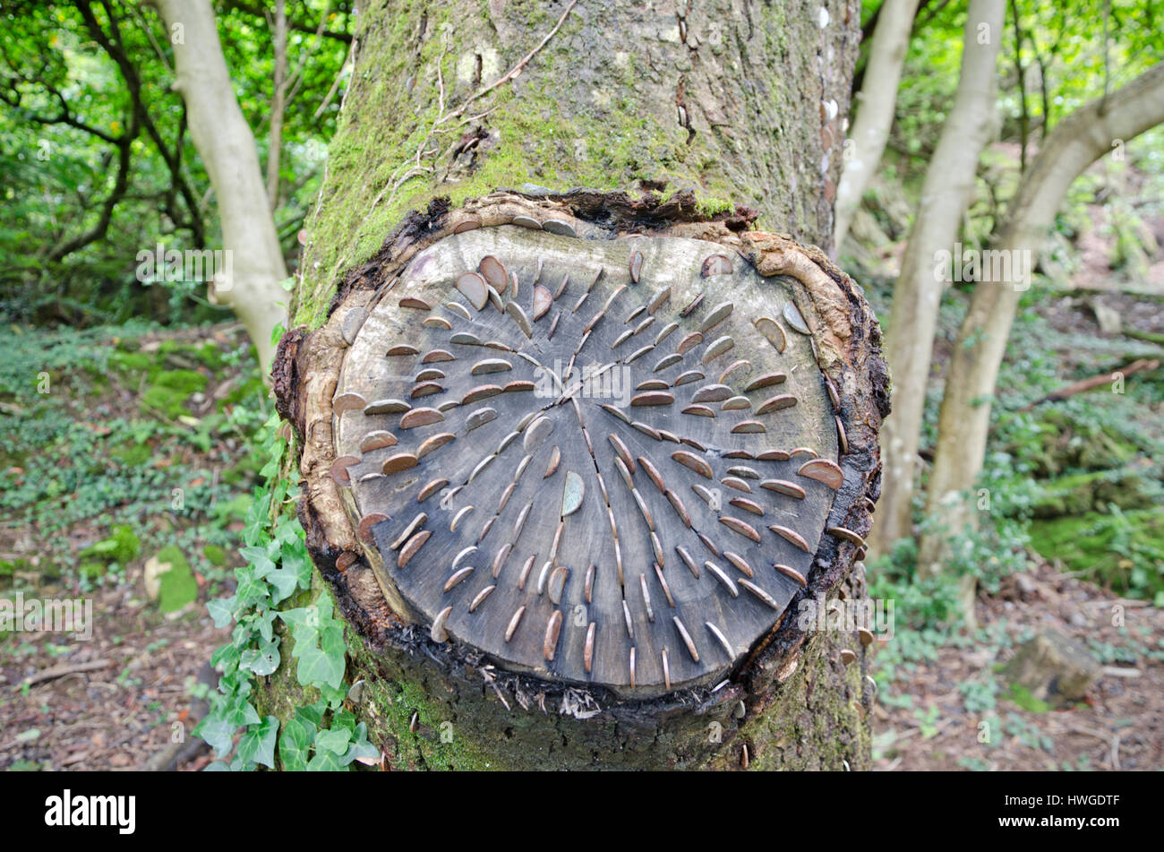 Coins in a tree trunk Stock Photo - Alamy
