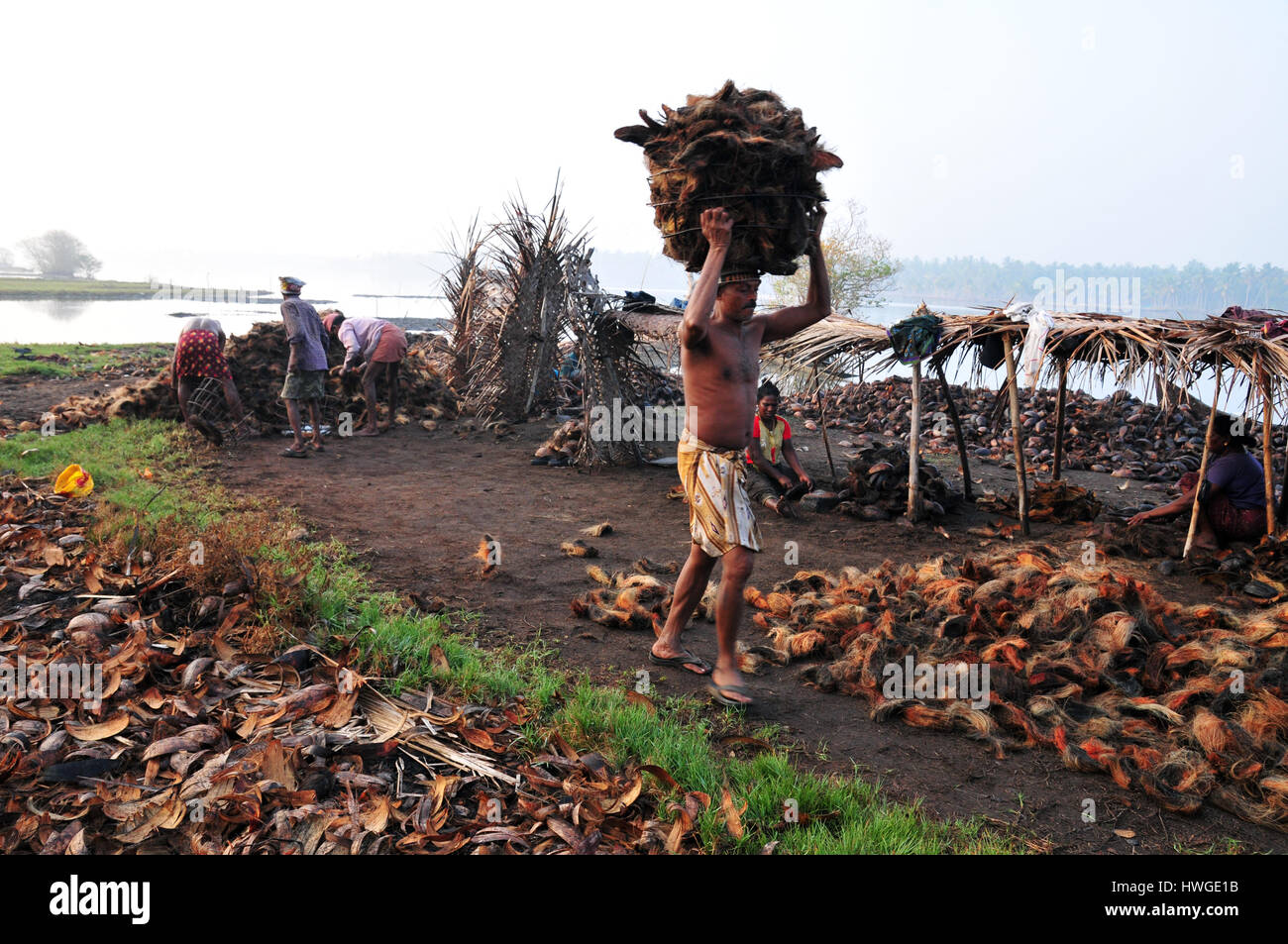 A worker taking coconut husks [outer layer skin removed] to coir ...