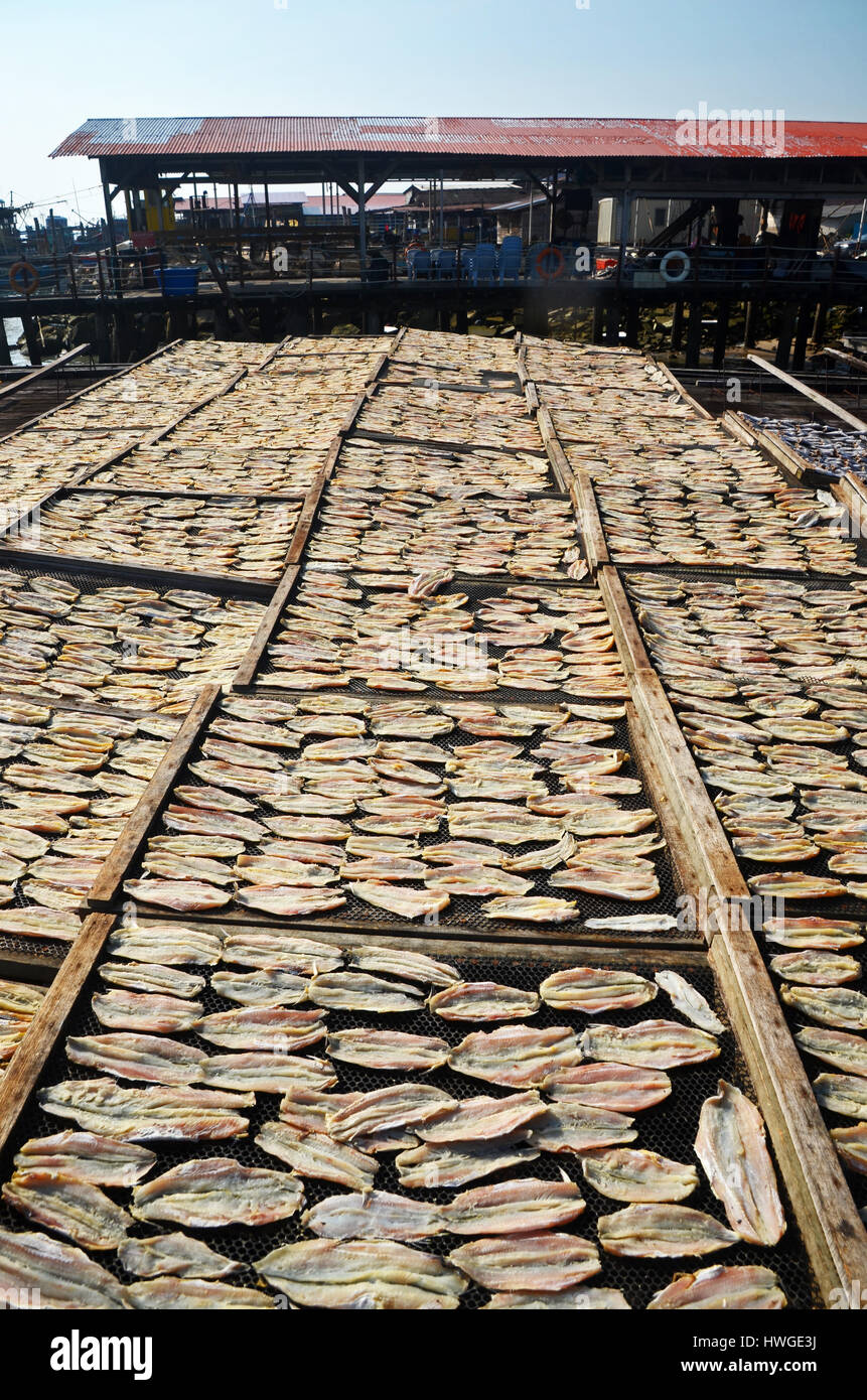 Fish fillets drying in the sun, Pangkor Island, Malaysia Stock Photo ...