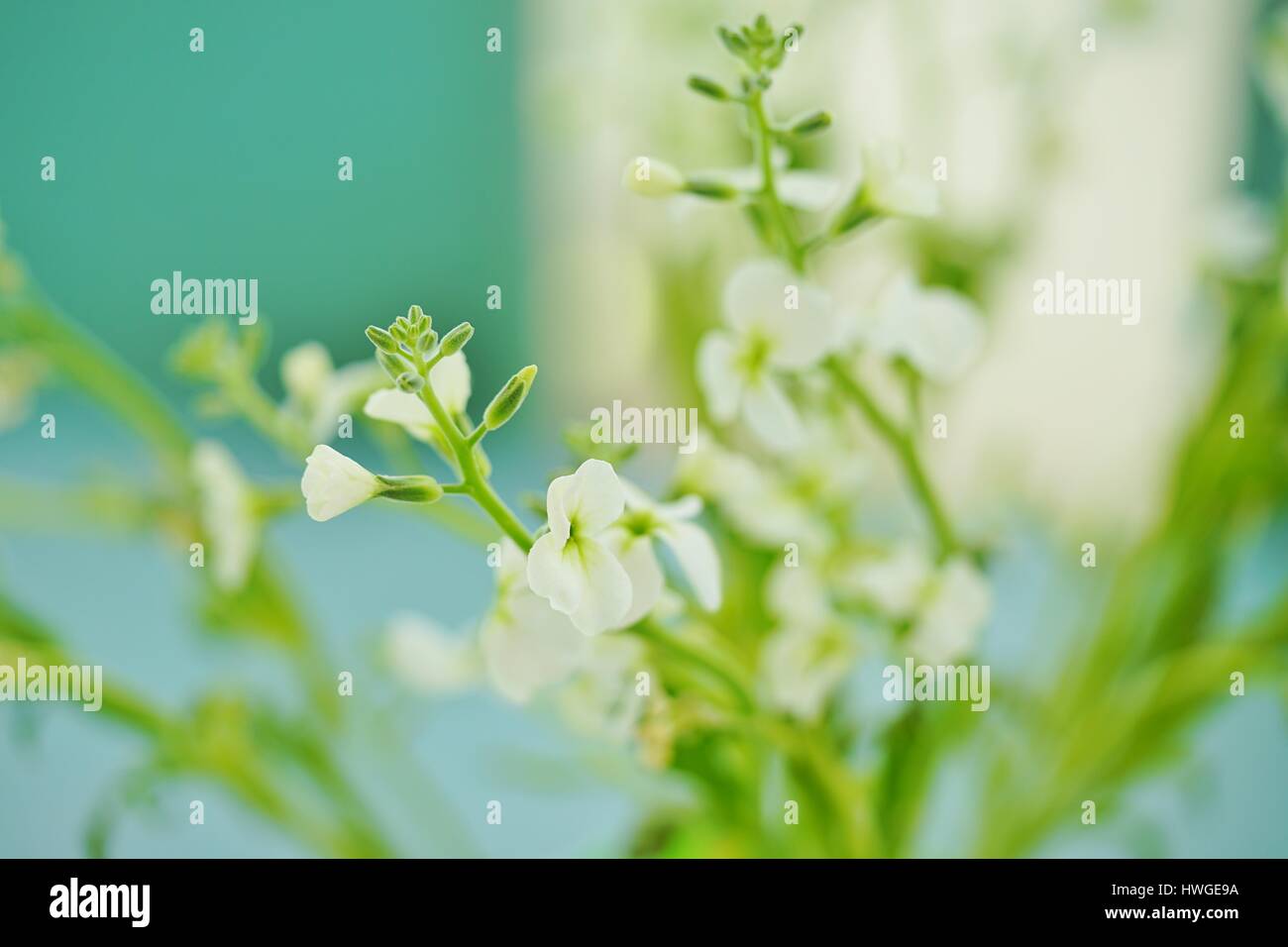 Bouquet of fragrant white stock flowers (matthiola Stock Photo - Alamy