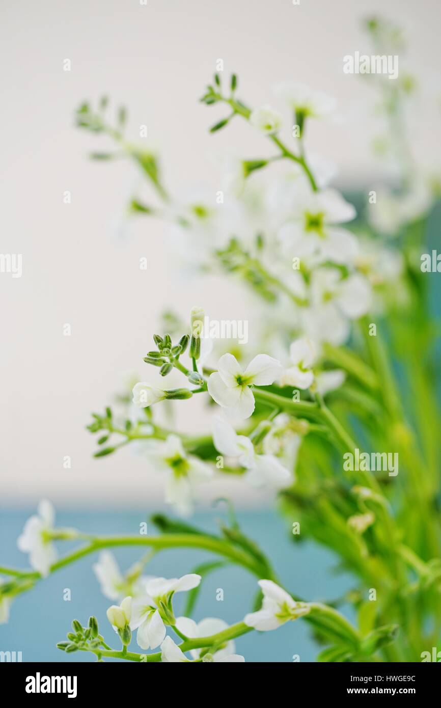Bouquet of fragrant white stock flowers (matthiola Stock Photo - Alamy