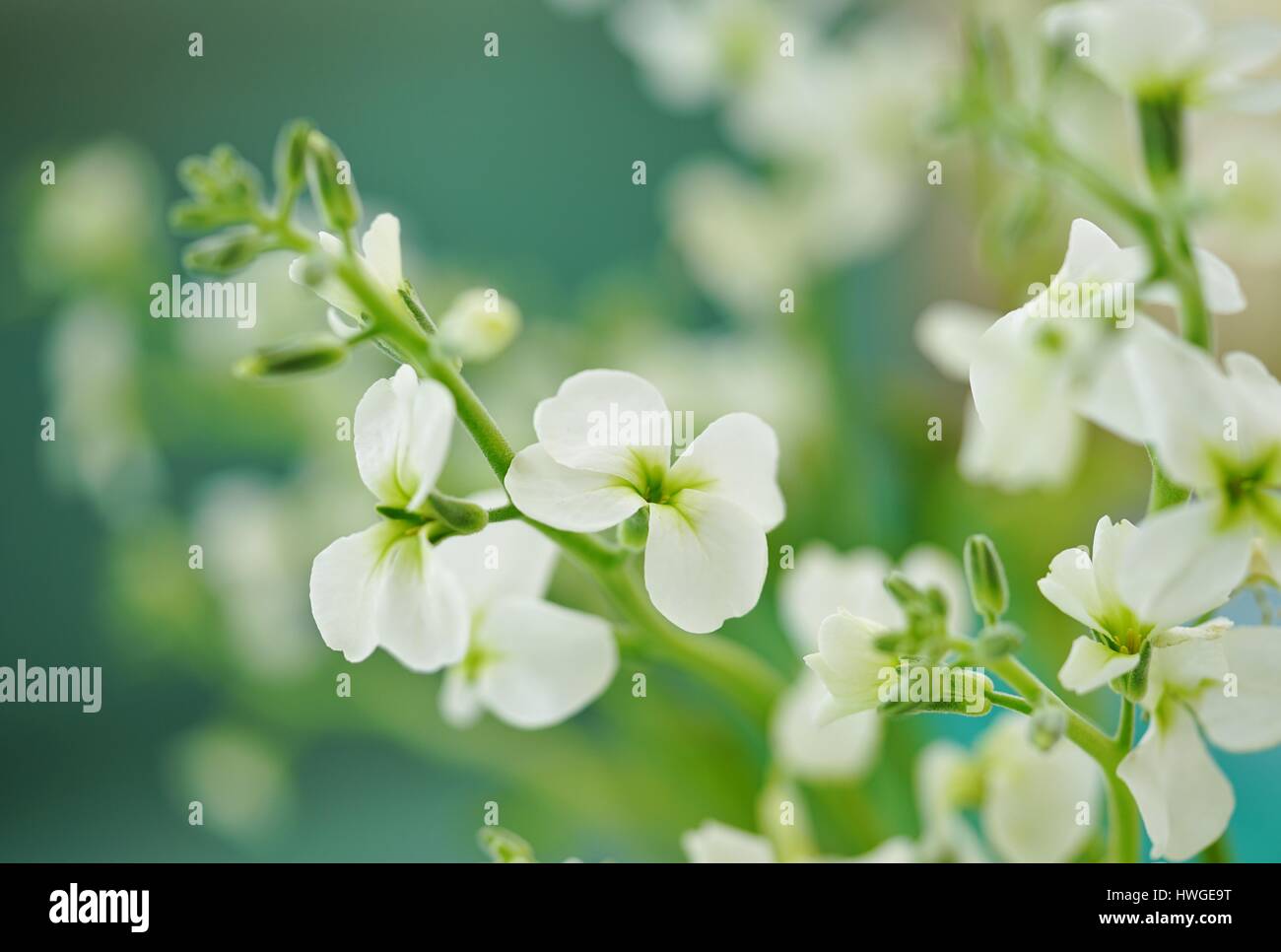 Bouquet of fragrant white stock flowers (matthiola Stock Photo - Alamy