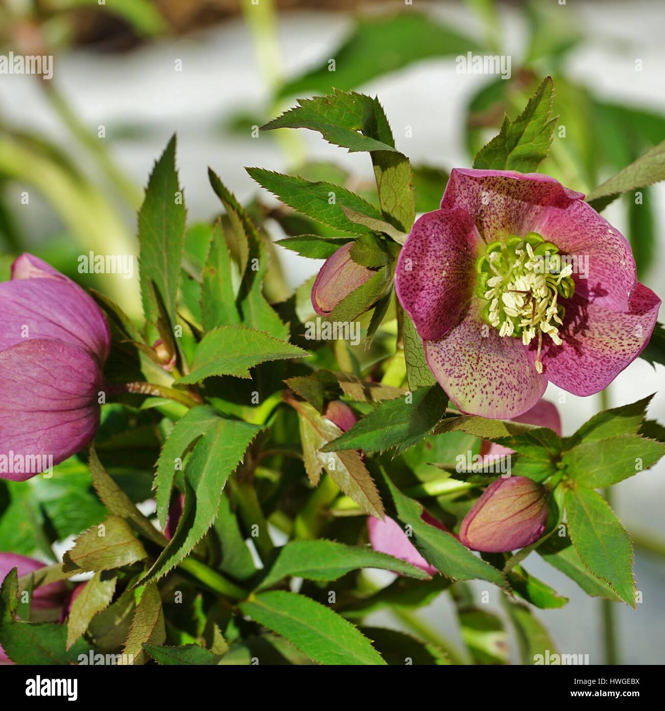 Purple hellebore flower of the helleborus hybridus (Christmas or Lenten ...