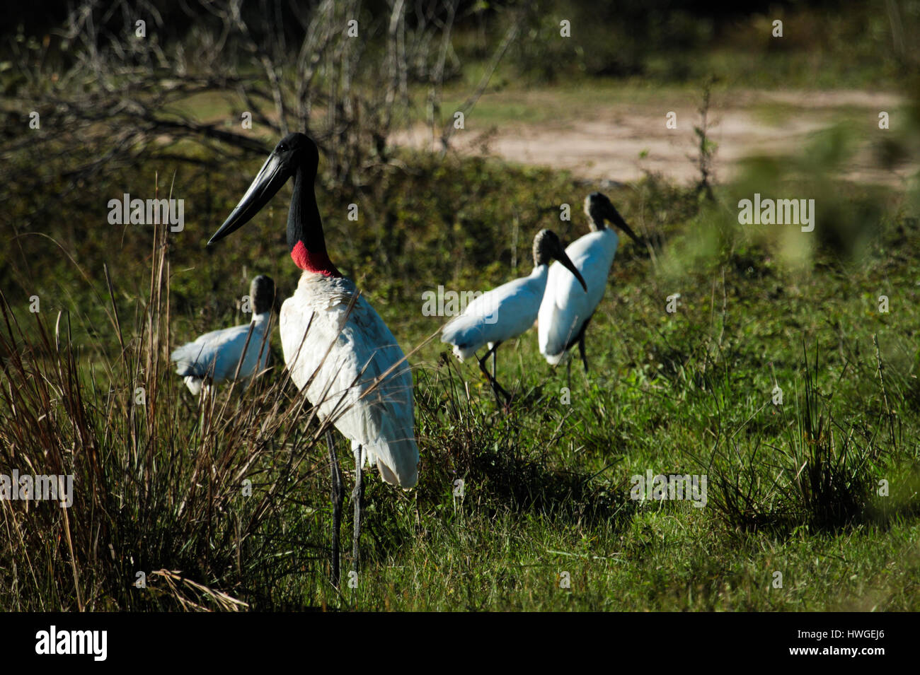 Jabiru stork pantanal brazil hi-res stock photography and images - Alamy