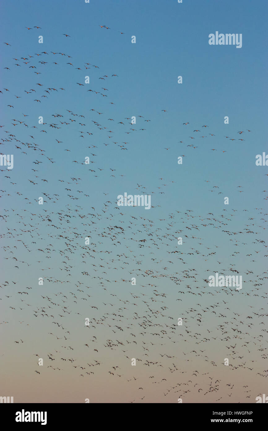 thousand of birds in the sky Stock Photo - Alamy