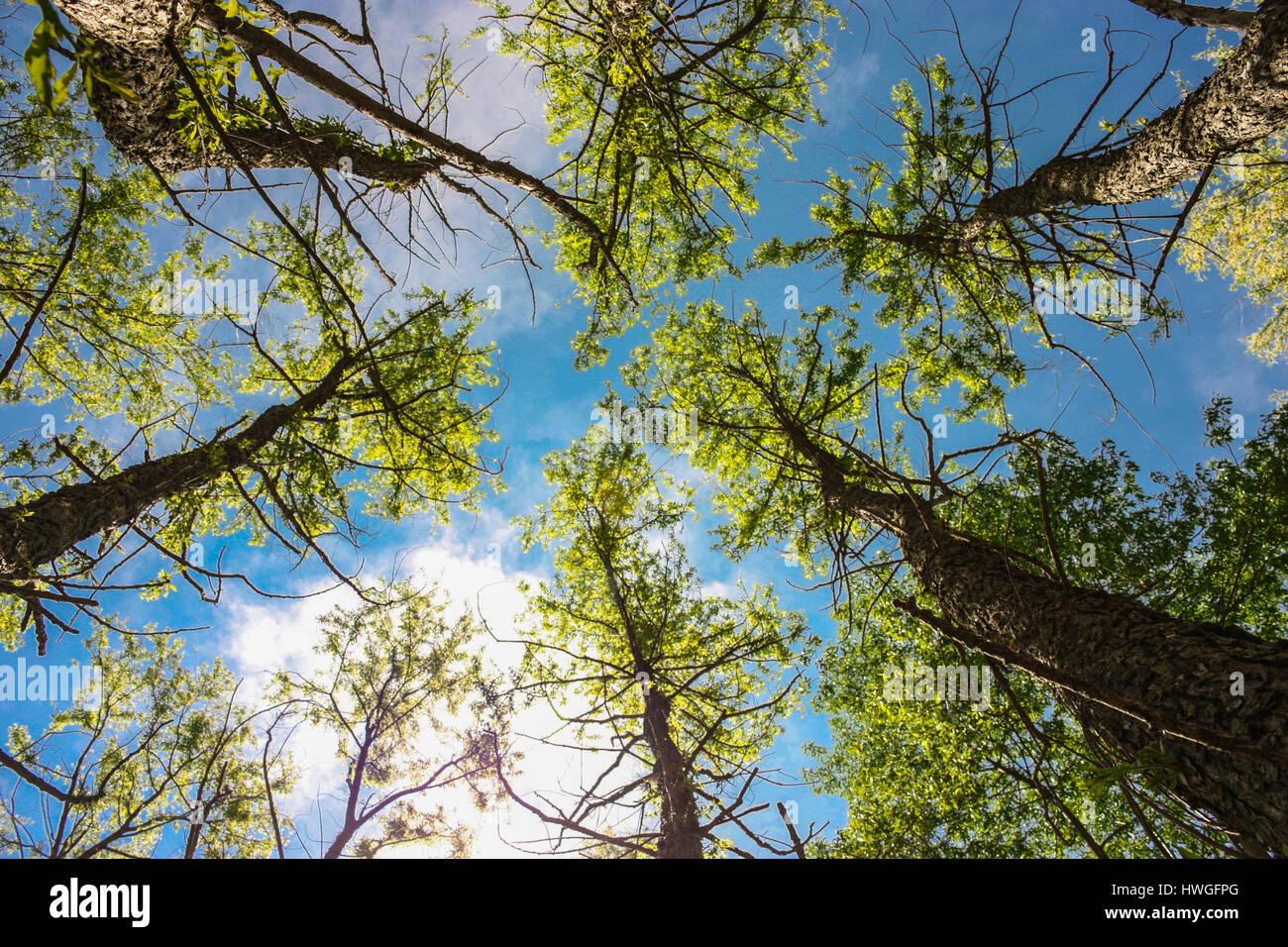 green trees seen from below Stock Photo - Alamy
