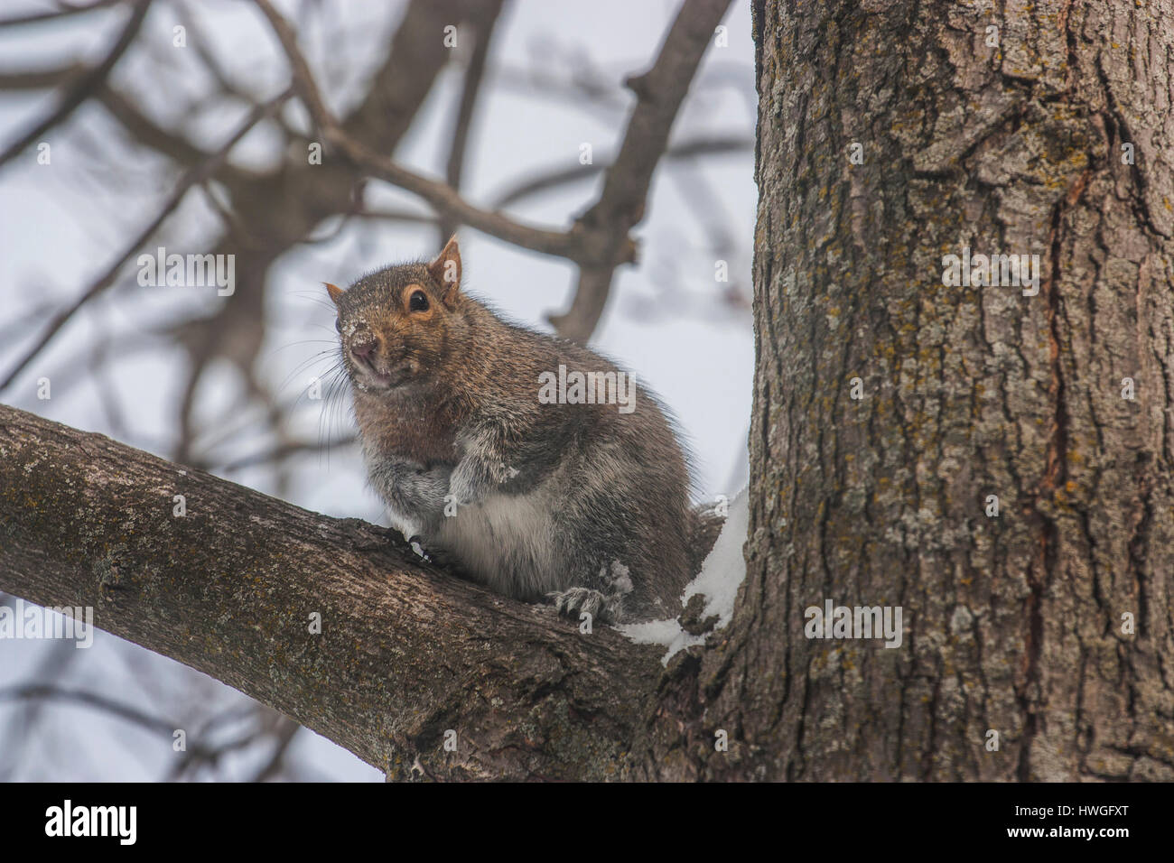 squirrel on a tree Stock Photo - Alamy