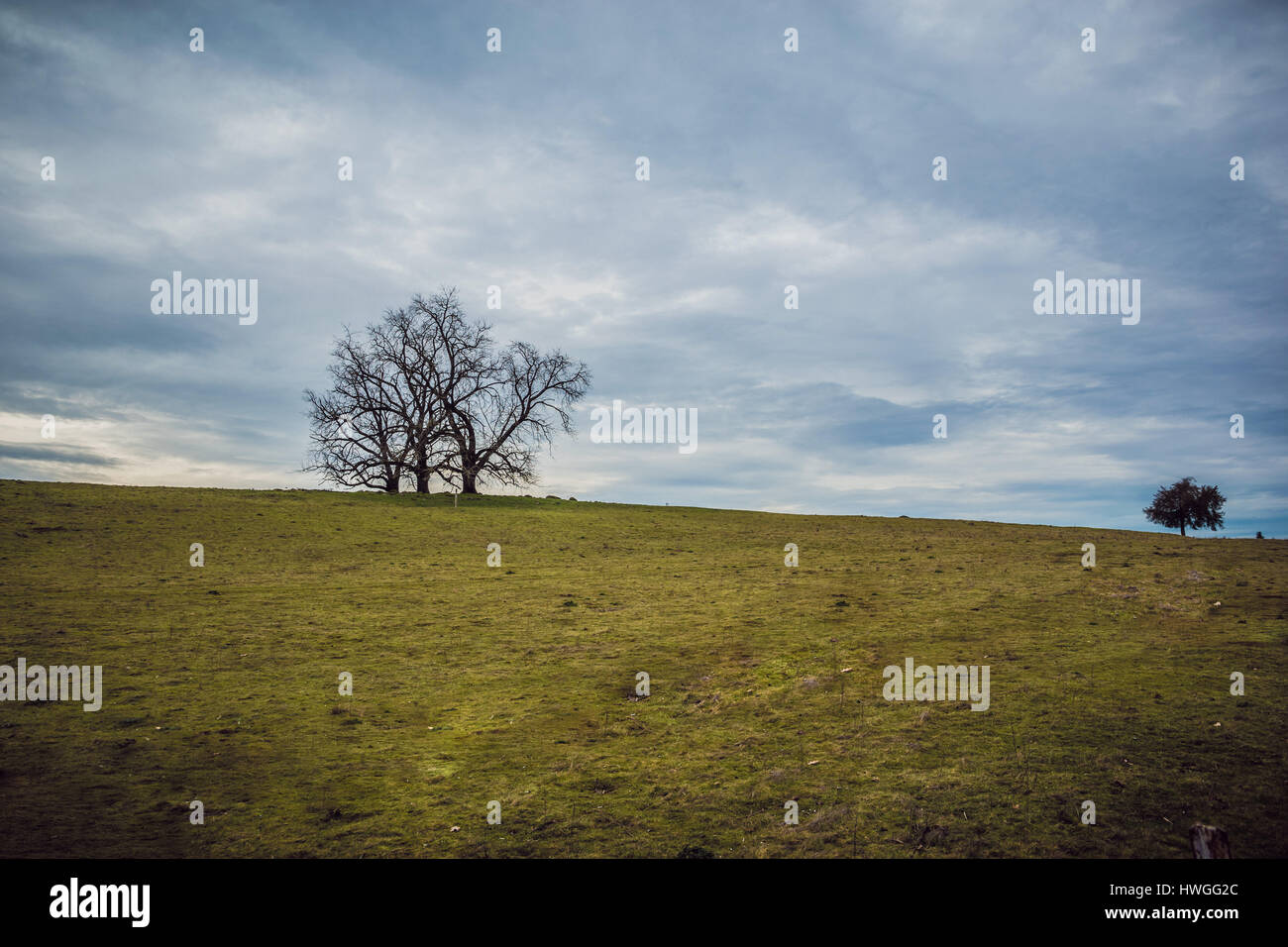 Three colors of tree hi-res stock photography and images - Alamy