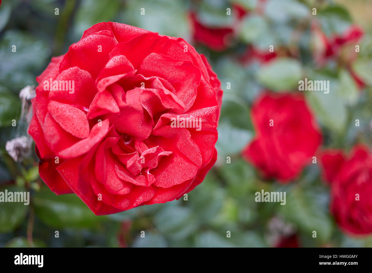 red rose with dew in the garden Stock Photo - Alamy