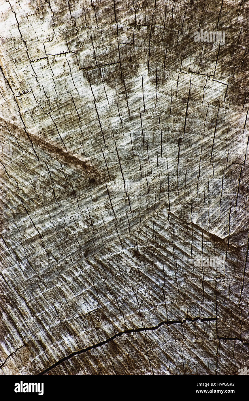 Natural Weathered Grey Tree Stump Cut Texture, Large Detailed Old Aged ...