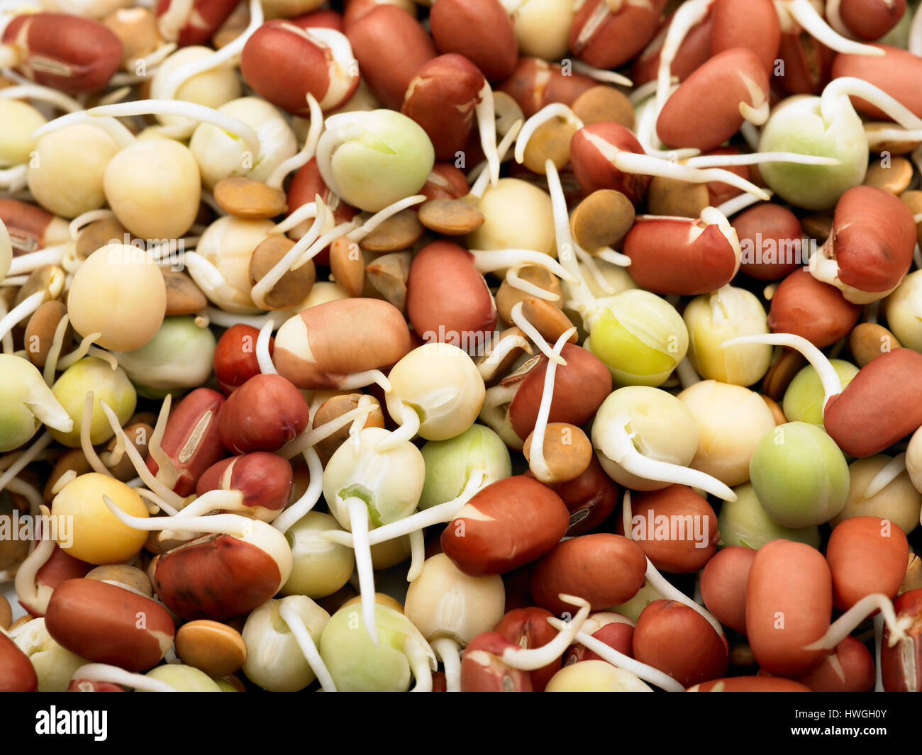 mixed bean sprouts of blue bean chick and adzuki Stock Photo - Alamy
