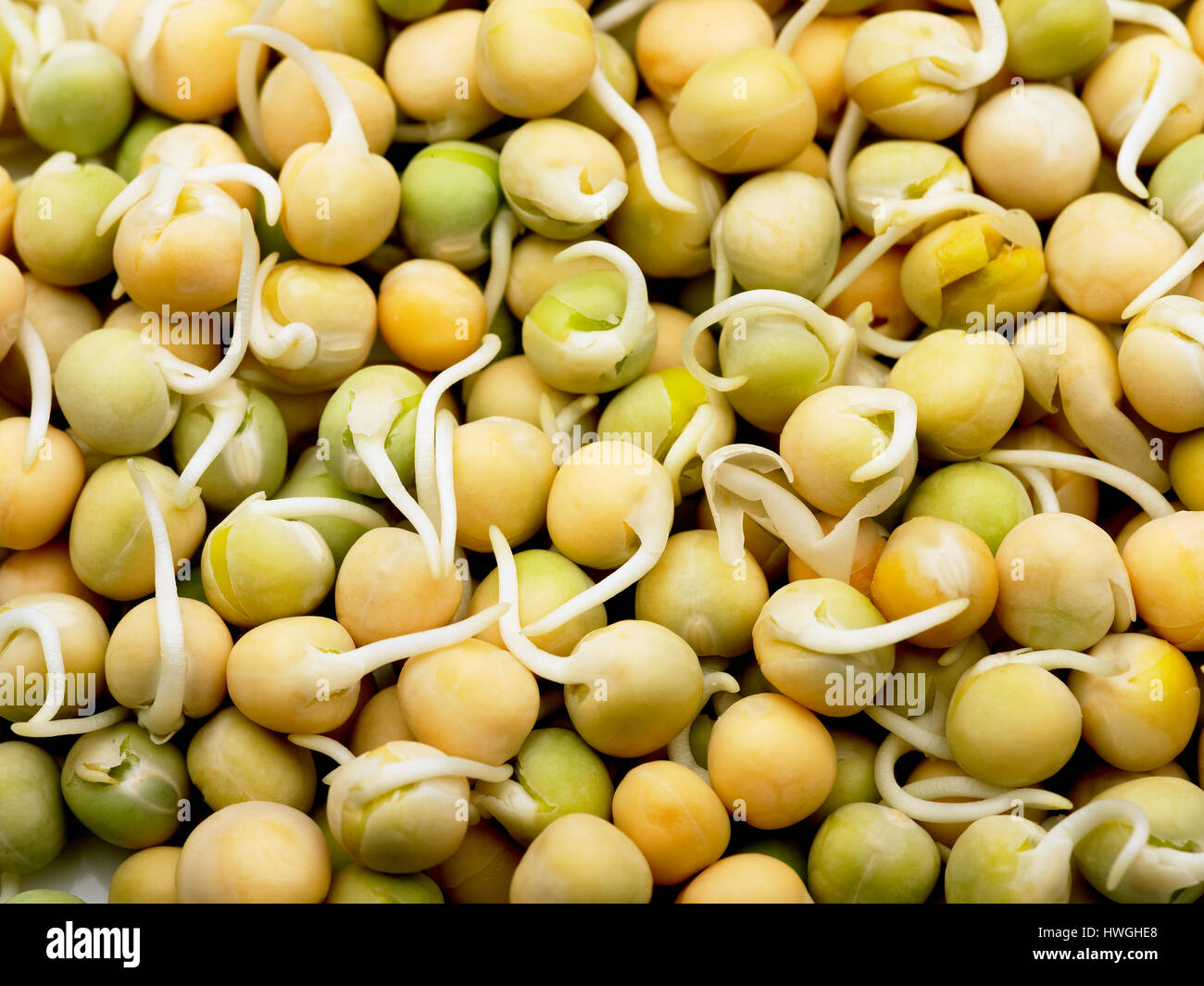 blue pea sprouts sprouting Stock Photo - Alamy