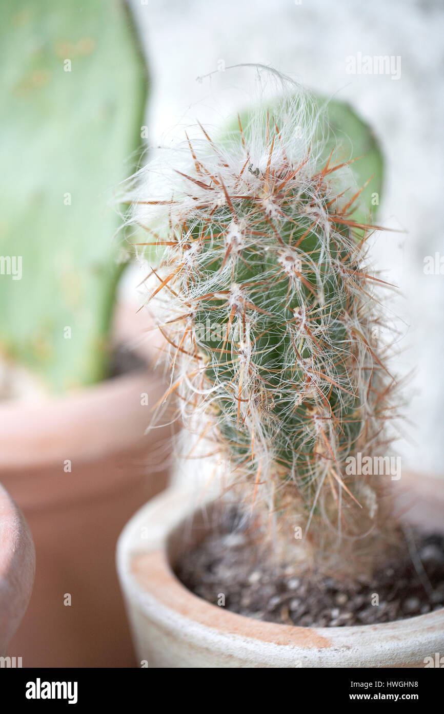 Catcus up close hi-res stock photography and images - Alamy