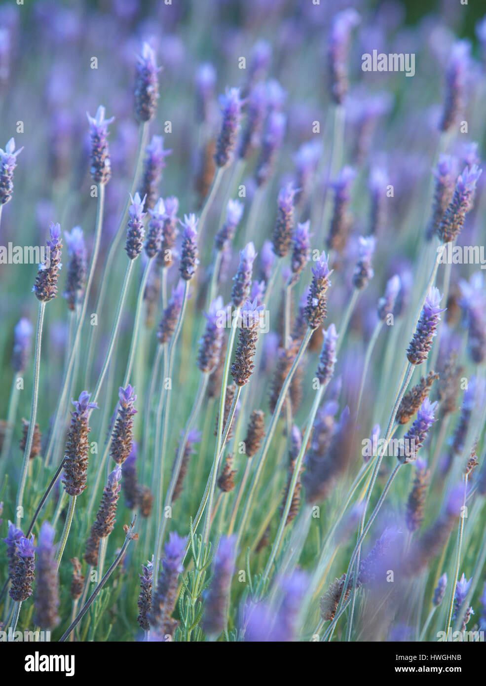 purple spread of lavender flowers Stock Photo - Alamy