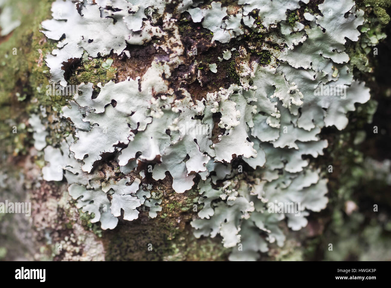 Grey colored Lichen and traces of moss on a highly textured rock ...