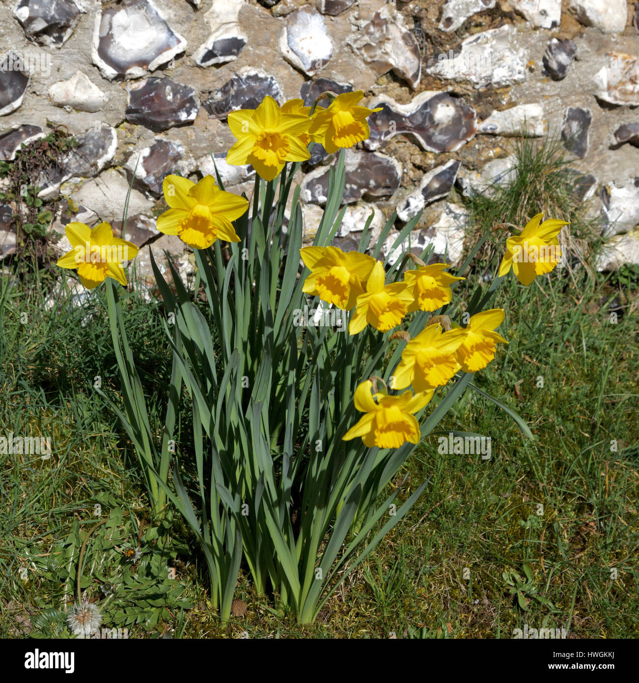 Springtime in english domestic garden hi-res stock photography and ...