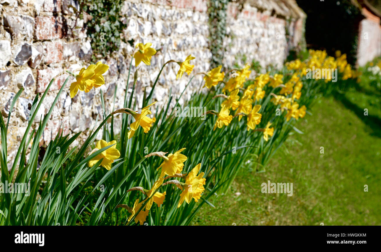 Daffodils in Springtime Stock Photo - Alamy