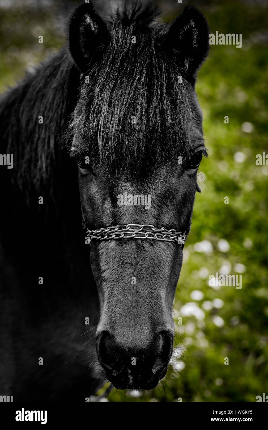 Black Horse Head Face Stock Photo - Alamy