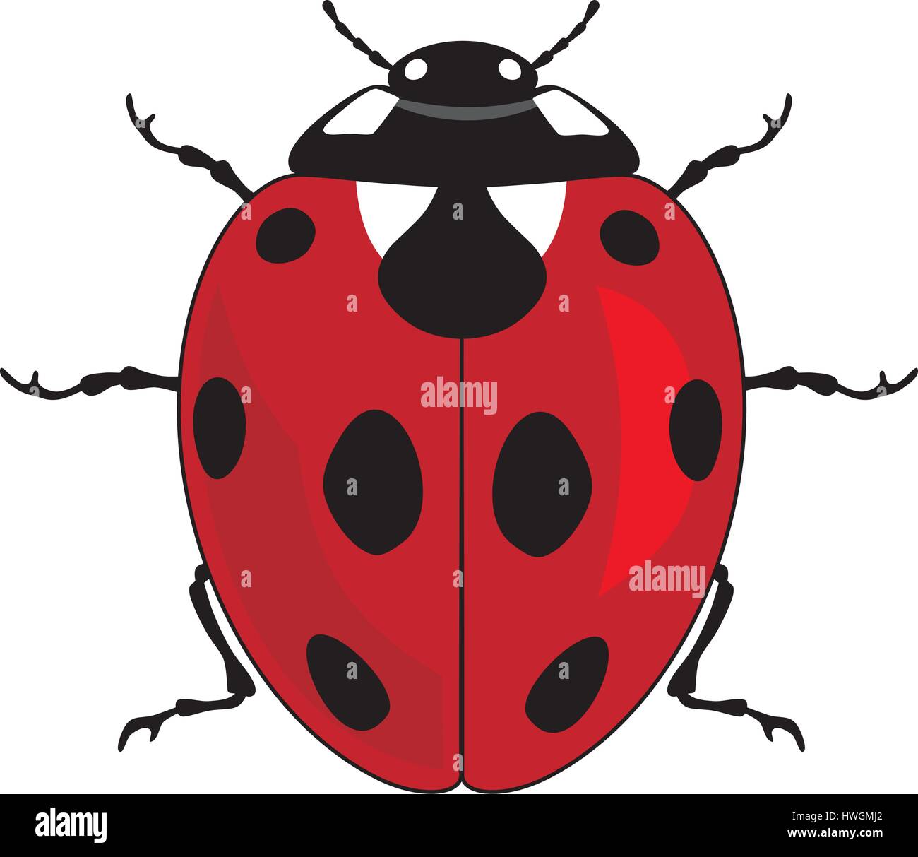 Vector illustration of a ladybird Stock Vector Image & Art - Alamy
