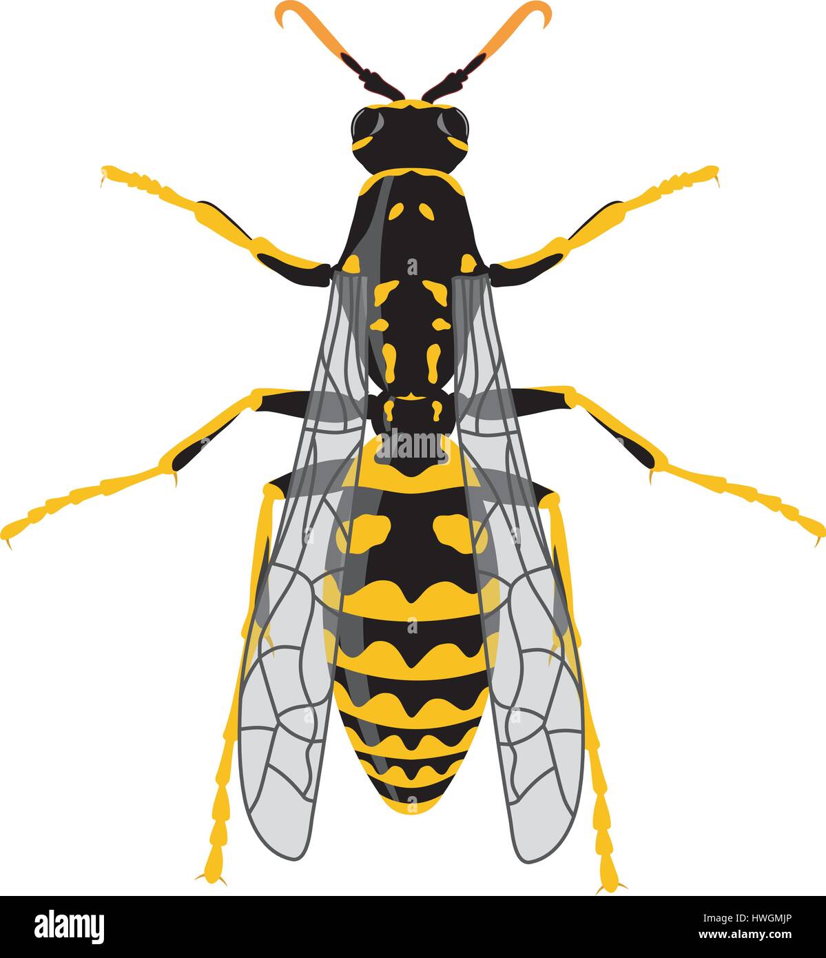 Vector illustration of wasp over white background Stock Vector Image ...