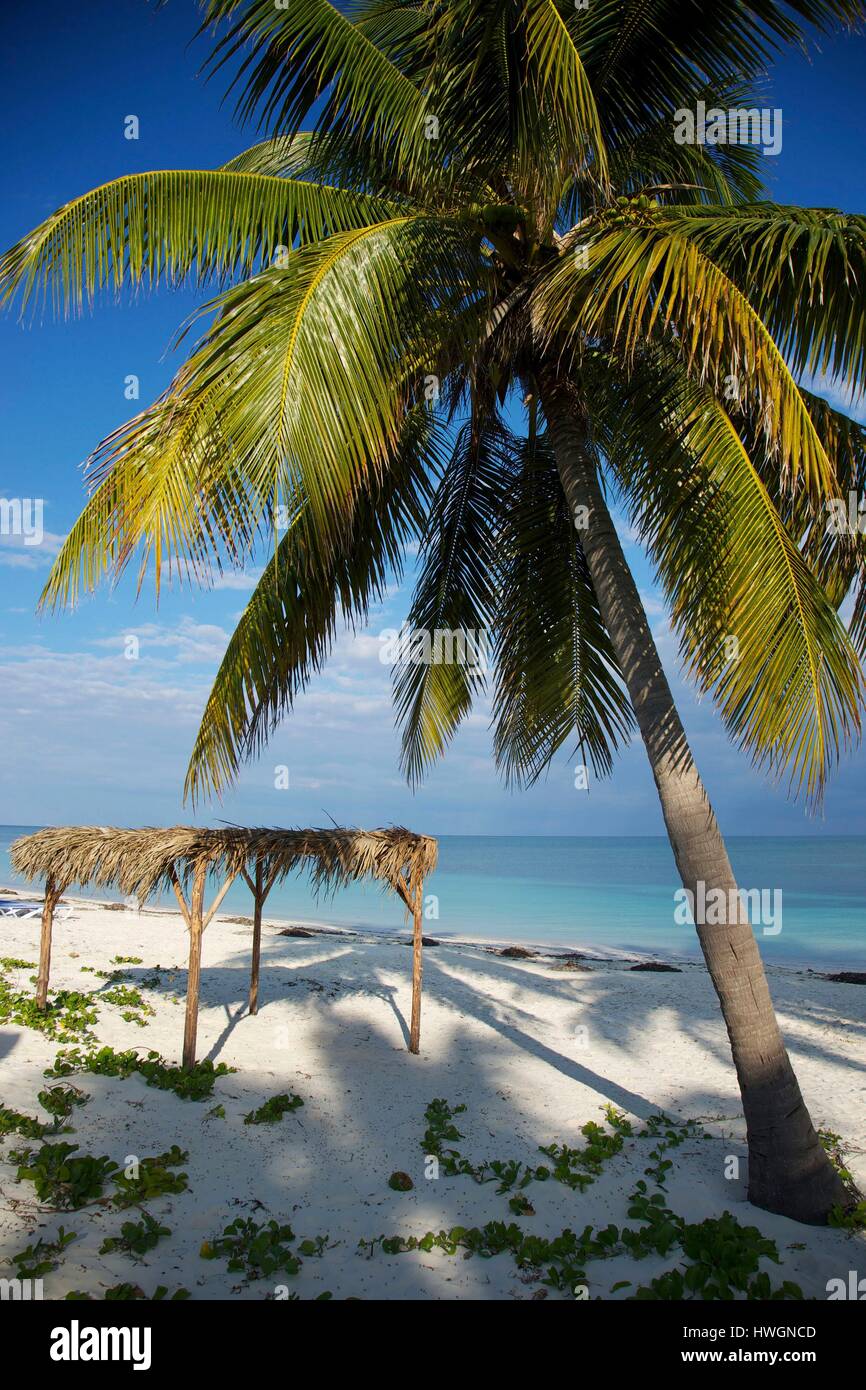 Cuba, Pinar del Rio, Cayo Levisa, palm tree on the beach of the hotel ...