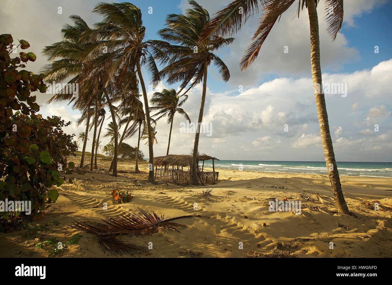 Cuba, beaches of the East, Santa Maria, coconut trees whipped by the ...