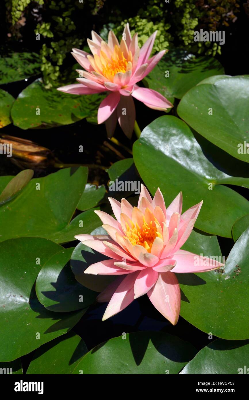 Menton fontana rosa garden hi-res stock photography and images - Alamy