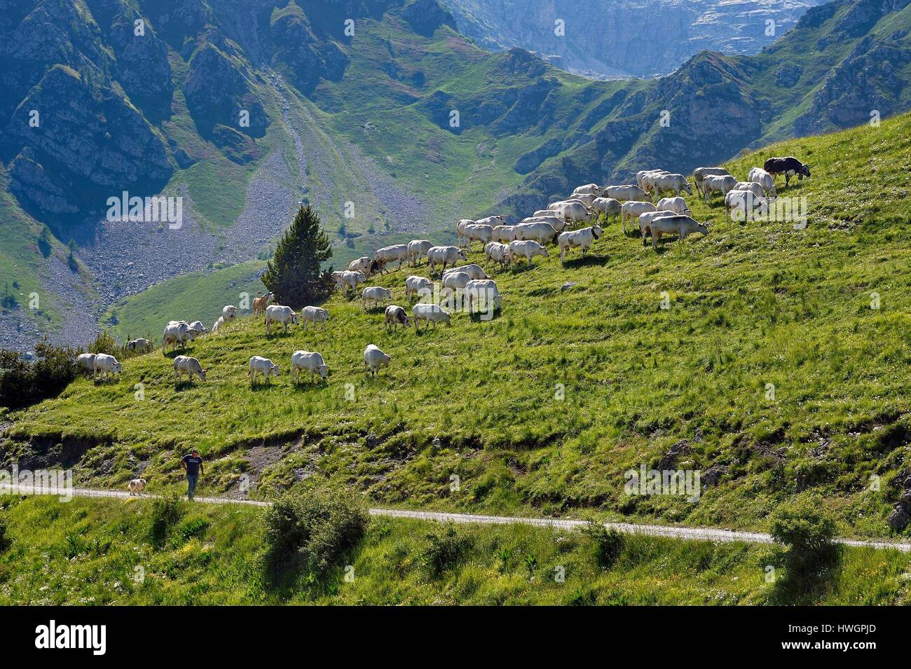 France, Alpes Maritimes, Roya Valley (Nice hinterland), at the foot of ...