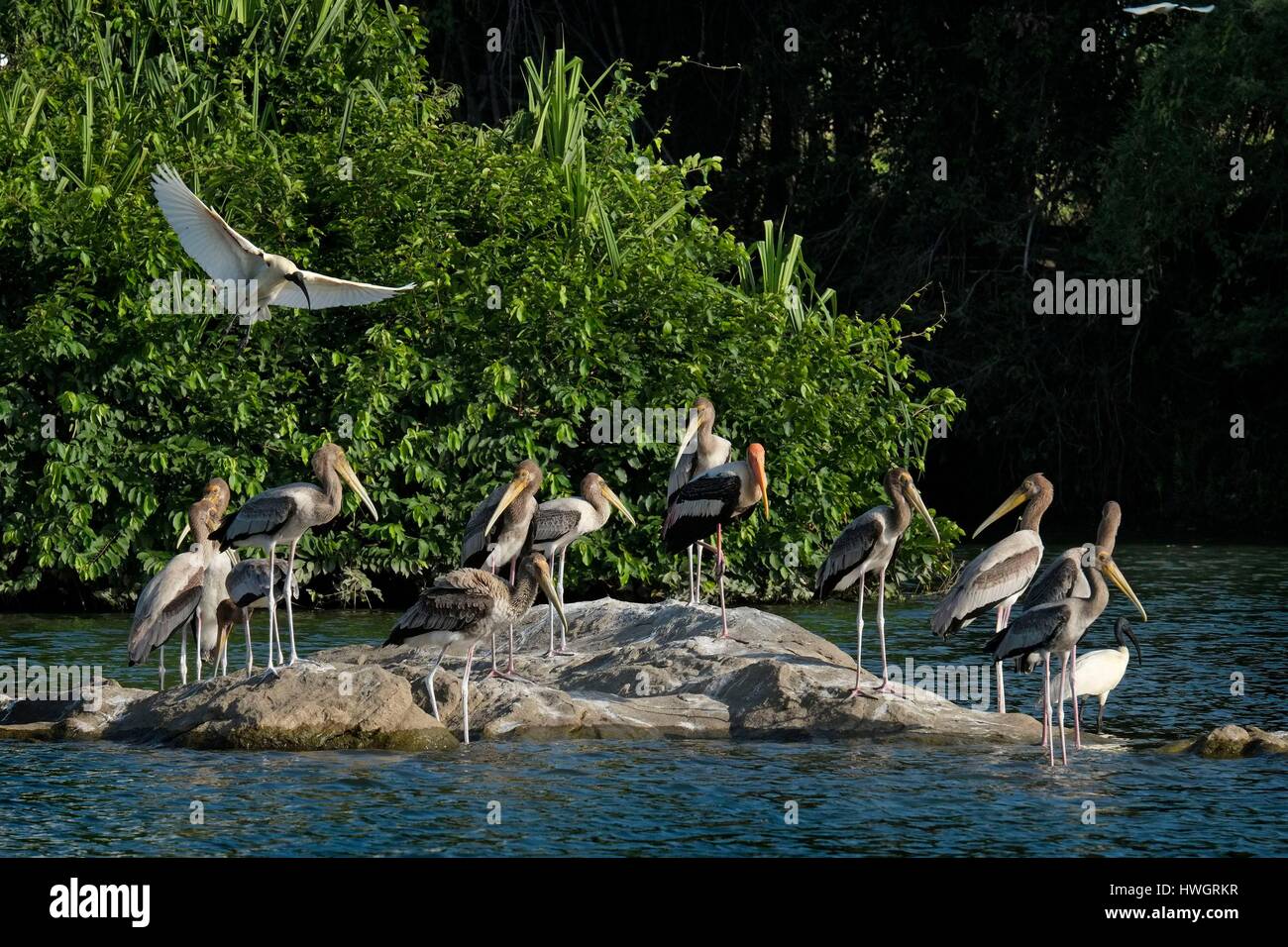 Ranganathittu bird sanctuary hi-res stock photography and images - Alamy