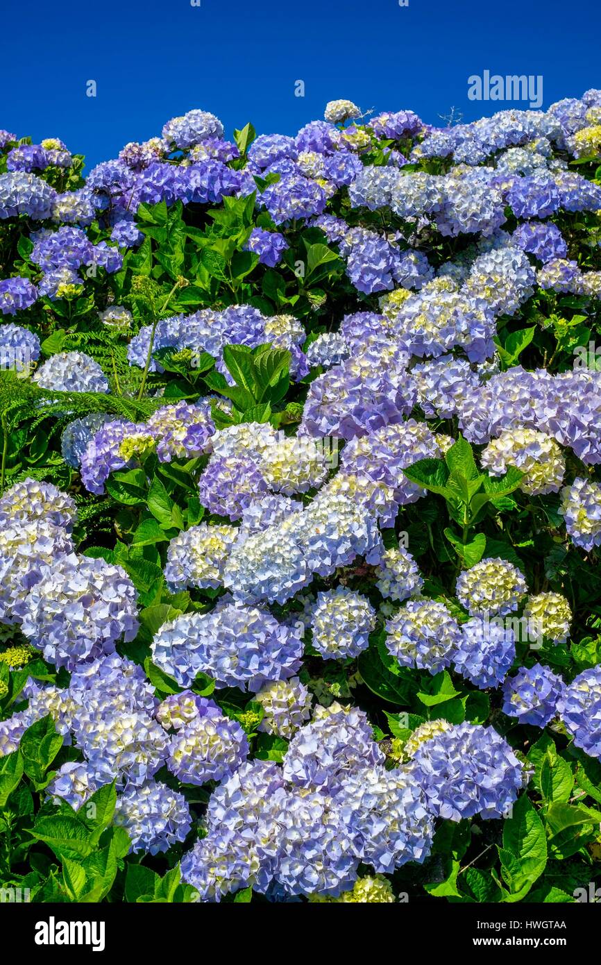 Hydrangeas Azores High Resolution Stock Photography and Images - Alamy