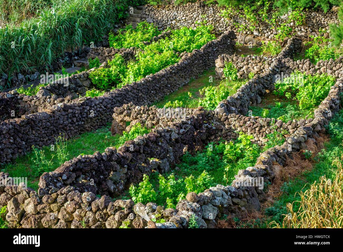 Portugal, Azores archipelago, Sao Jorge island, UNESCO Biosphere ...
