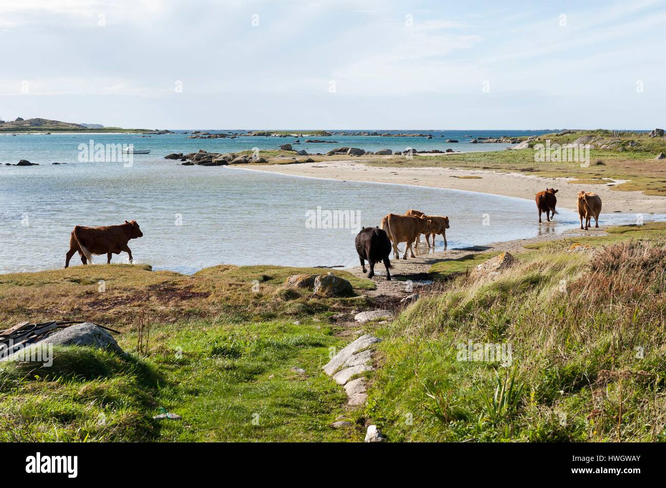 Ireland, County Galway, Rossadillisk, Cows Stock Photo - Alamy