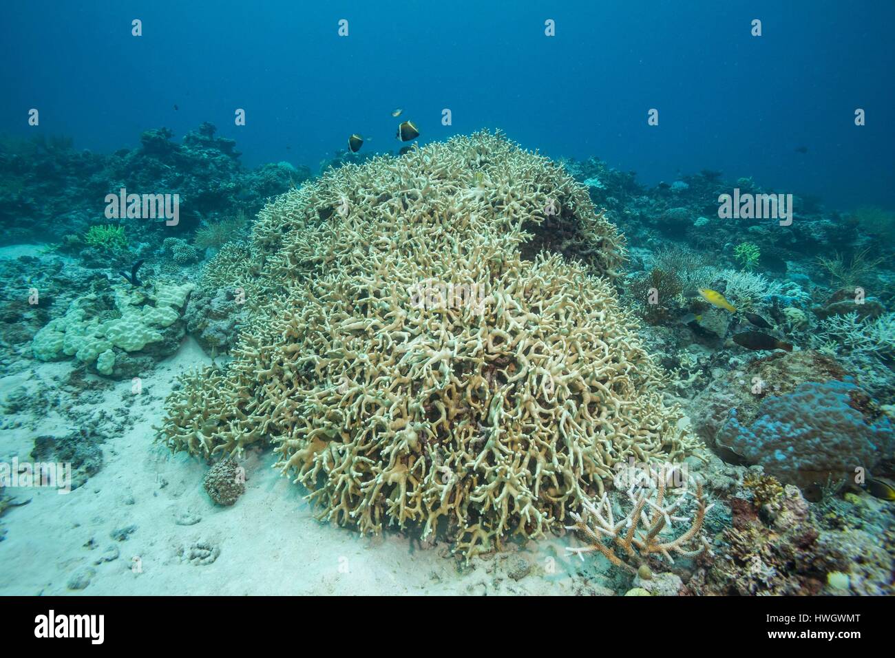 Philippines, Mindoro, Apo Reef Natural Park, corals inside the coral ...