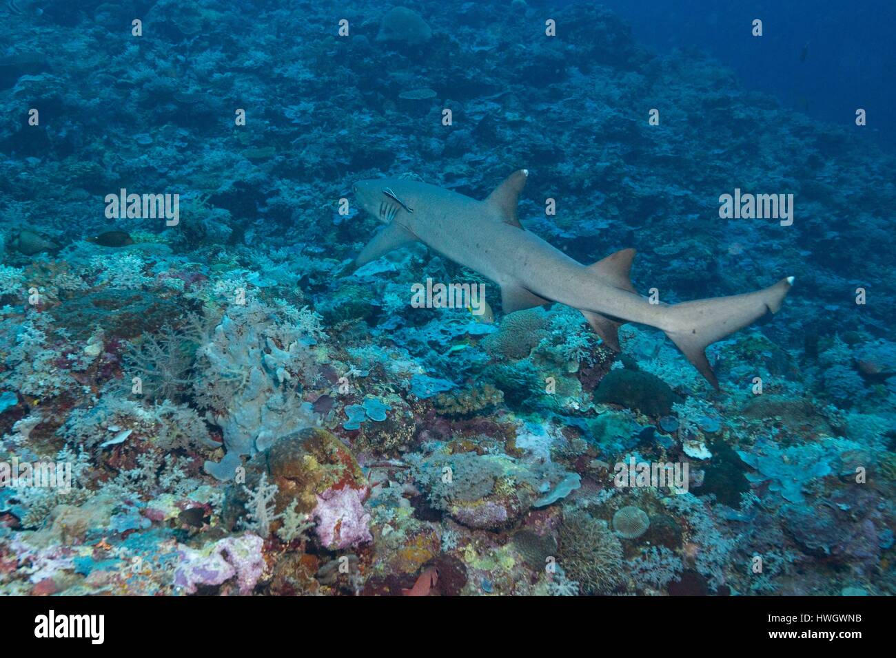 Philippines, Mindoro, Apo Reef Natural Park, Whitetip Reef Shark ...